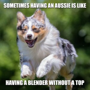 Australian Shepherd Blender Meme - PETRAGE